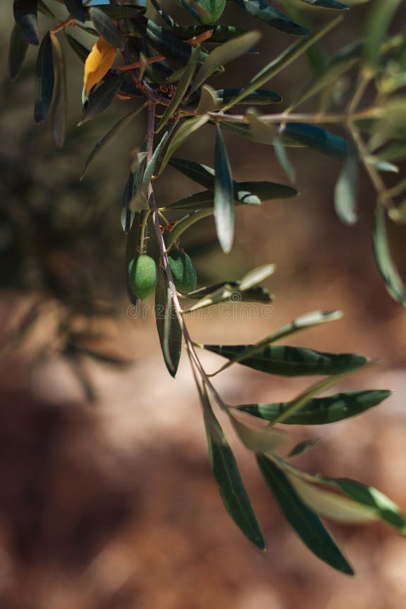 Vertical Shot of an Olive Tree Growing in the Garden Stock Image ...