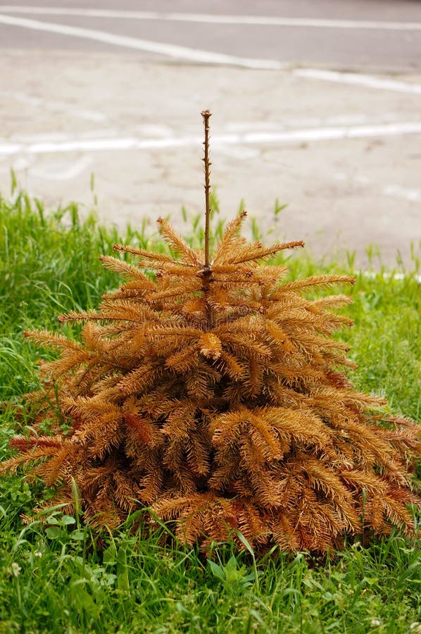 Vertical Shot of an Orange and Dry Pine Tree on the Green Grass during ...
