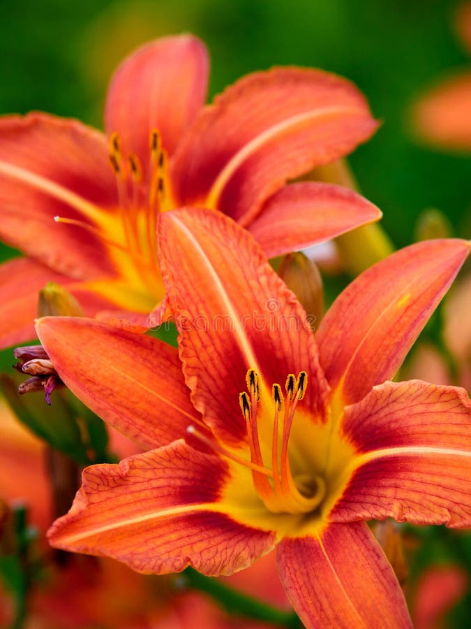 Vertical Shot of Orange Lilies Growing in the Field Stock Image - Image ...