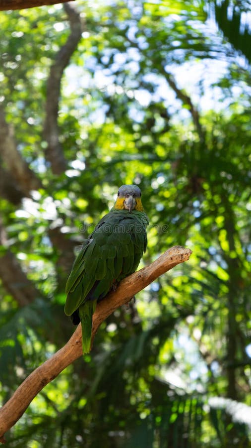 Vertical Shot of an Orange Winged Amazon Parrot (Amazona Amazonica ...