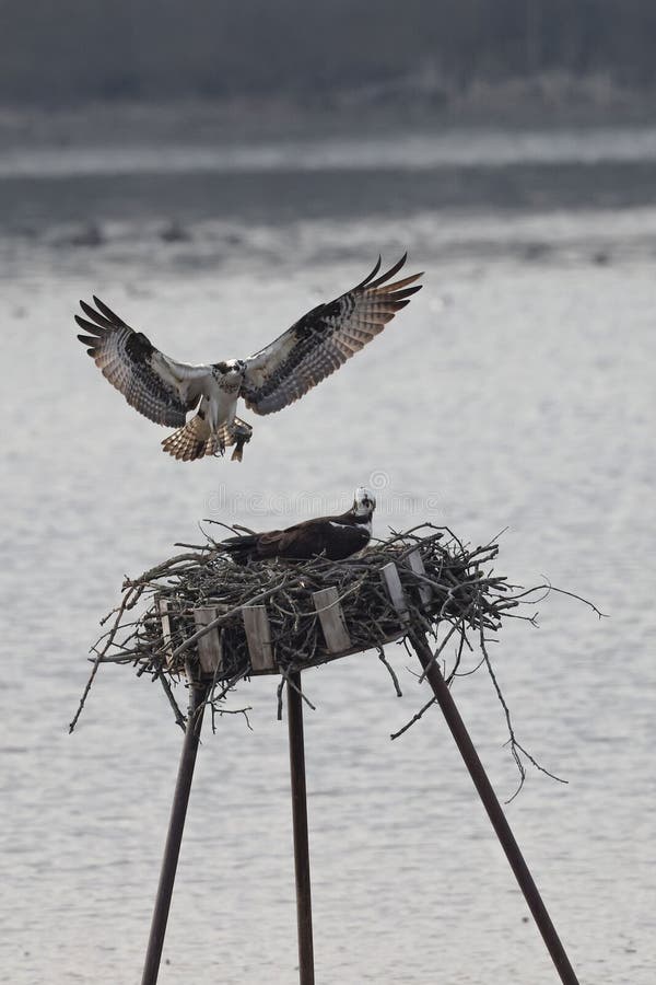 Vertical Shot of an Osprey Bird Flying To Its Nest in the Wilderness ...
