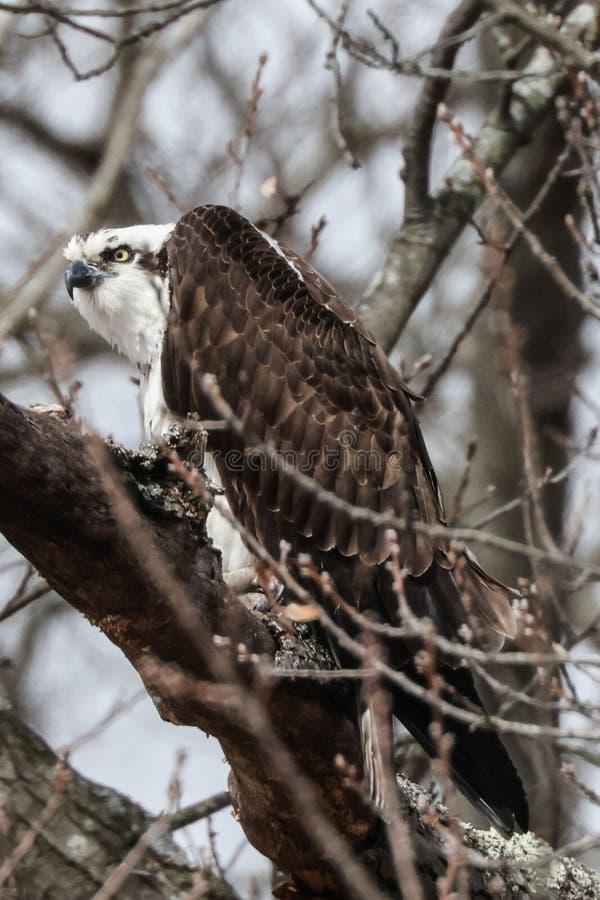 Vertical Shot of an Osprey Bird Standing on a Tree Branch on a Cloudy ...