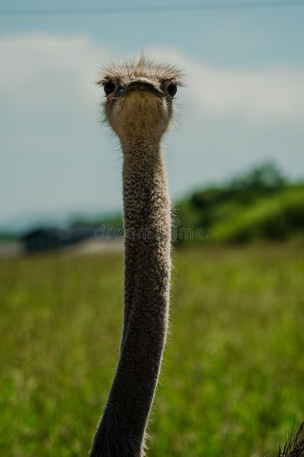 An Ostrich with a Long Neck in a Greenfield Stock Image - Image of farm ...