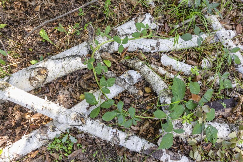 Vertical Shot into the Overgrown Undergrowth of a Forest with Broken ...