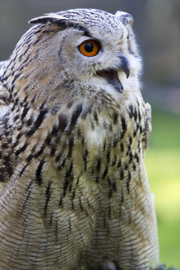 Vertical Shot of an Owl with Open Beak Stock Photo - Image of forest ...