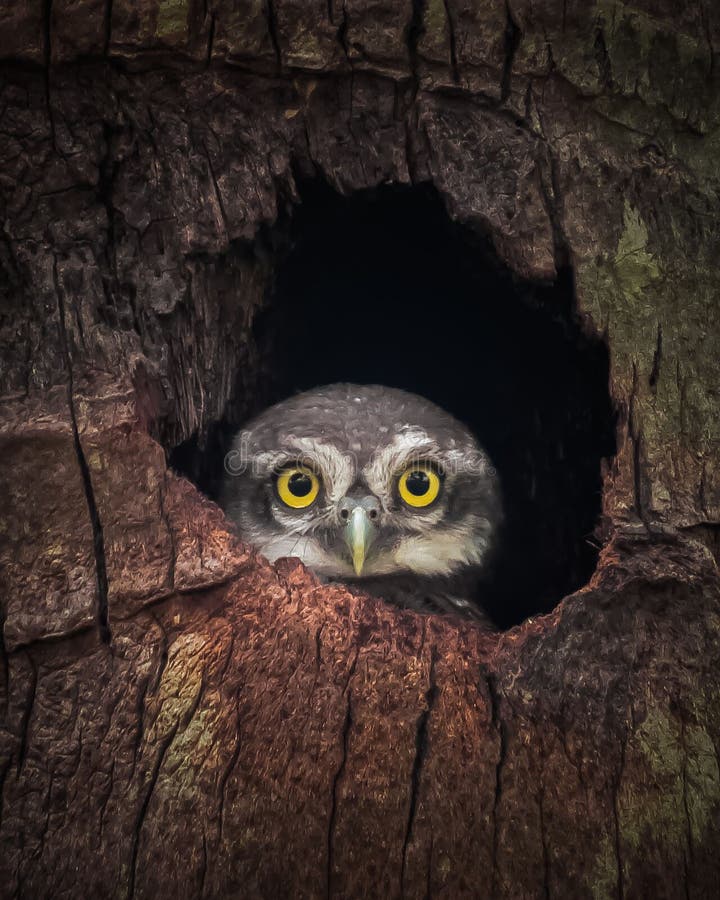 Vertical Shot of an Owl in Tree Hole Stock Image - Image of forest ...