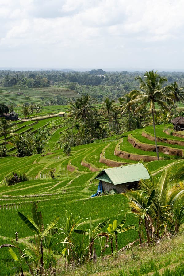 829 Paddy Agriculture Vertical Stock Photos - Free & Royalty-Free Stock ...