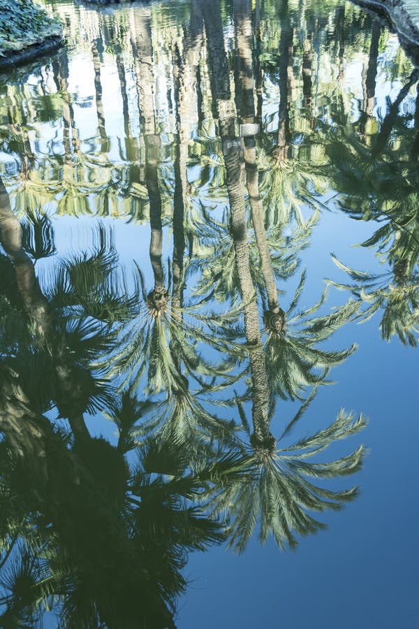 Vertical Shot of Palm Tree Reflections on the Water Stock Photo - Image ...