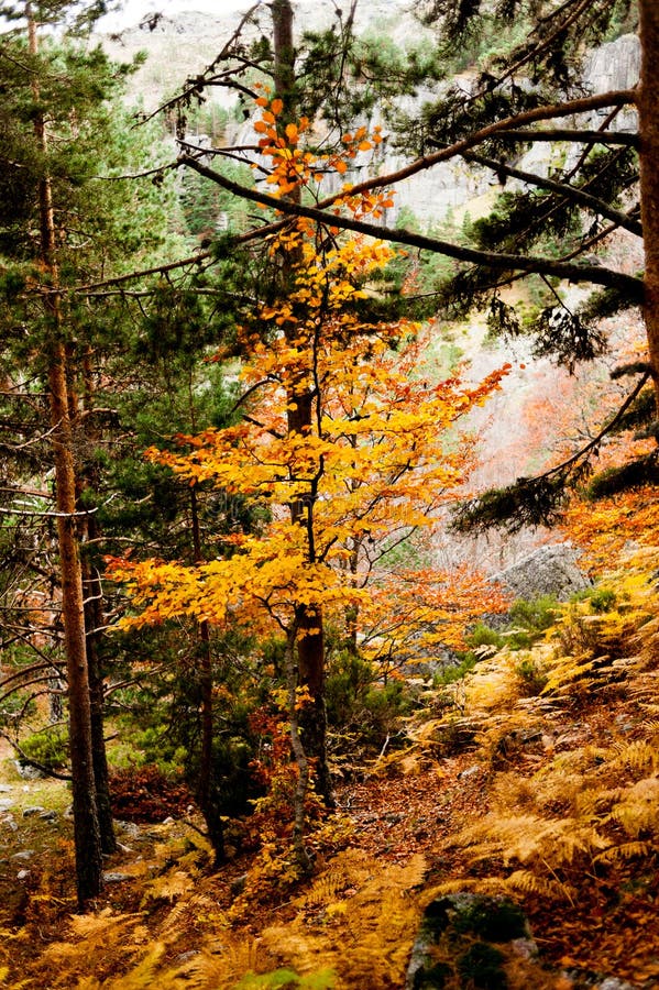 Vertical Shot of a Park with Autumn Trees Stock Image - Image of ...