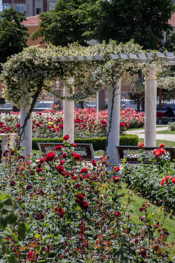 Vertical Shot of a Park with Benches and Many Roses Stock Photo - Image ...