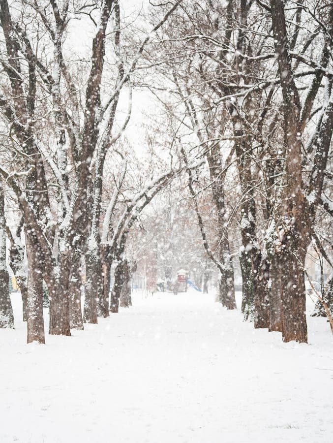 Vertical Shot of a Park Covered in Bare Trees and Snow during the ...