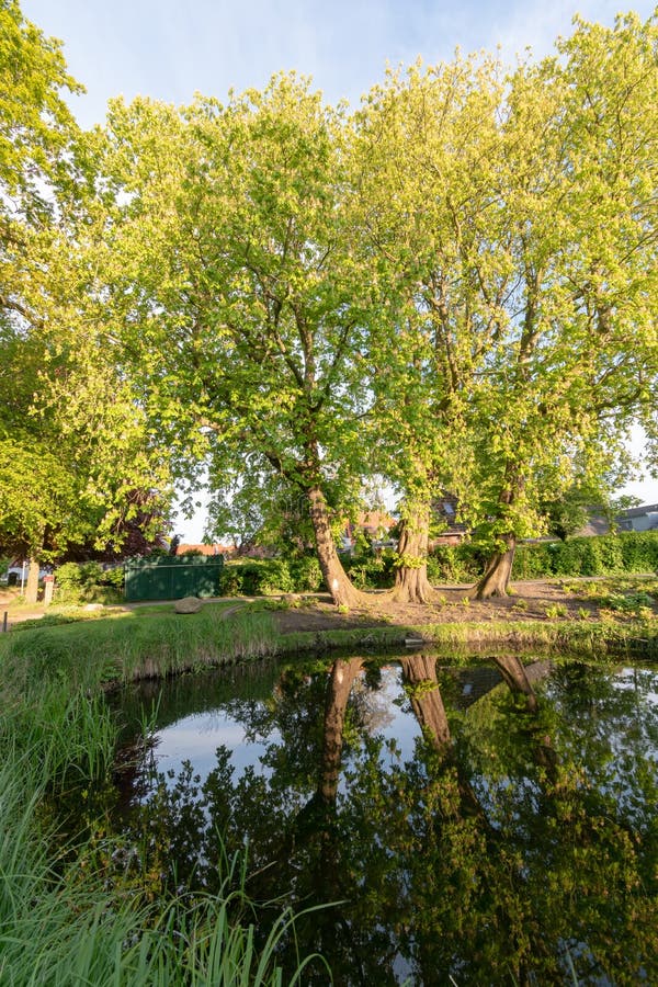 Vertical Shot of a Park Pond Surrounded with Lush Greenery Stock Image ...