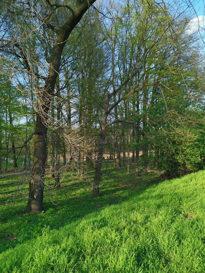 Vertical Shot of a Park with Tall Green Trees and Fresh Grass Stock ...