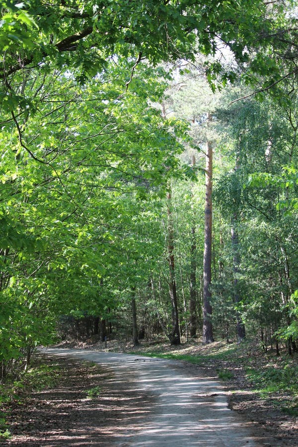 Vertical Shot of a Park with a Walking Path and Sun Rays Breaking ...
