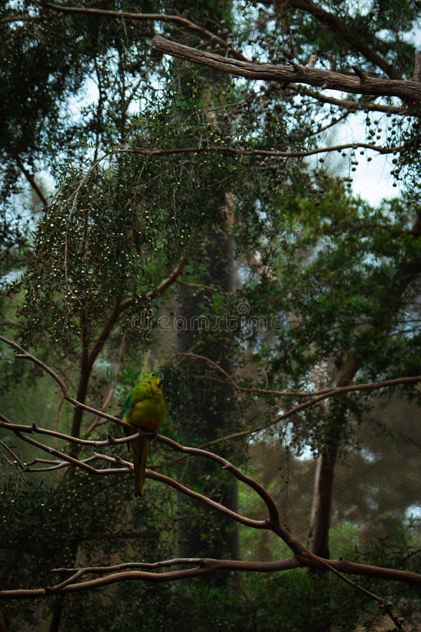 Vertical Shot of a Parrot in the Werribee Open Range Zoo Stock Photo ...