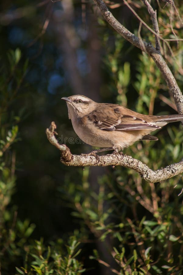 Vertical Shot of a Patagonian Mockingbird Standing on a Tree Branch ...