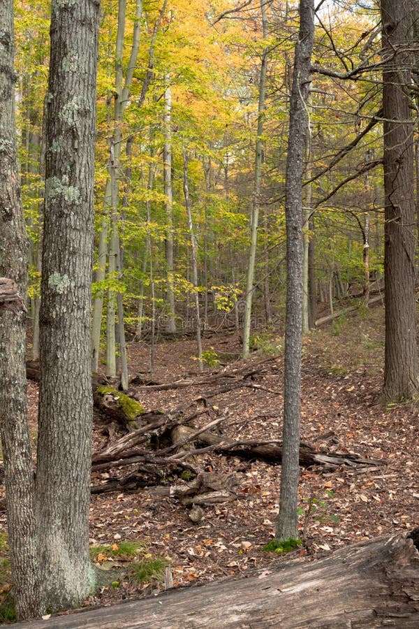 Vertical Shot of a Path into the Autumn Woods of Watkins Glen State ... Vertical Shot of a Path into the Autumn Woods of Watkins Glen State ...