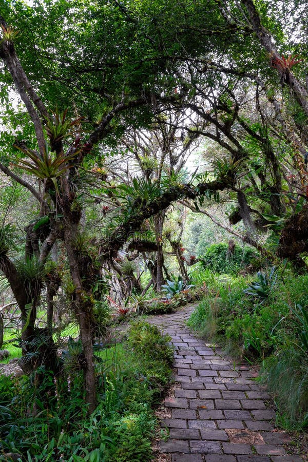 Vertical Shot of a Path in the Ecological Reserve, San Cristobal De Las ...