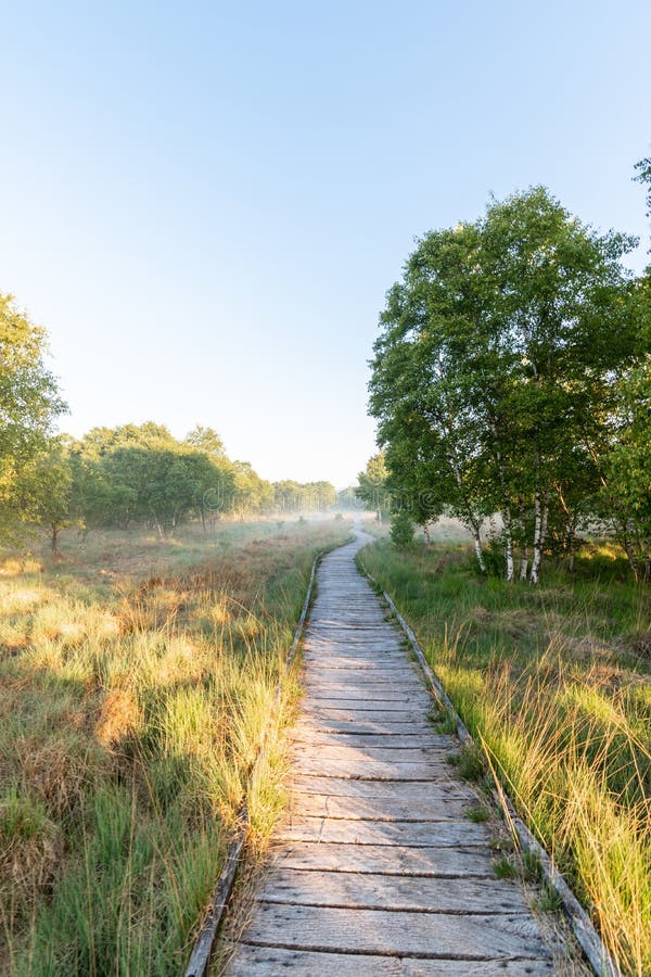 Grassland Trees Landscape stock image. Image of wilderness - 53515559
