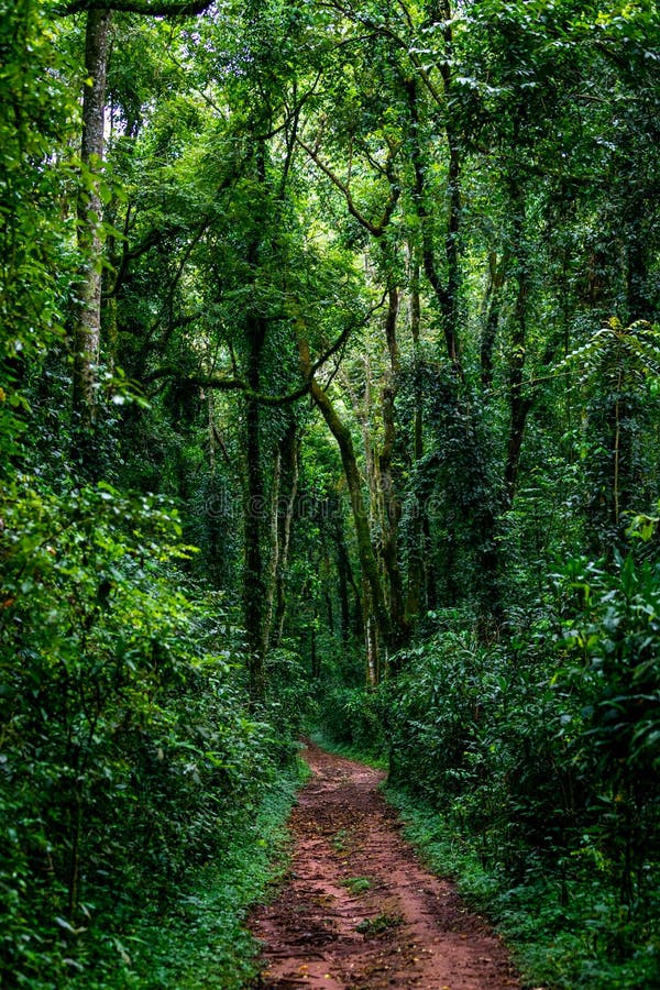 Path Through The Rain Forest Stock Image - Image of trail, park: 56544721
