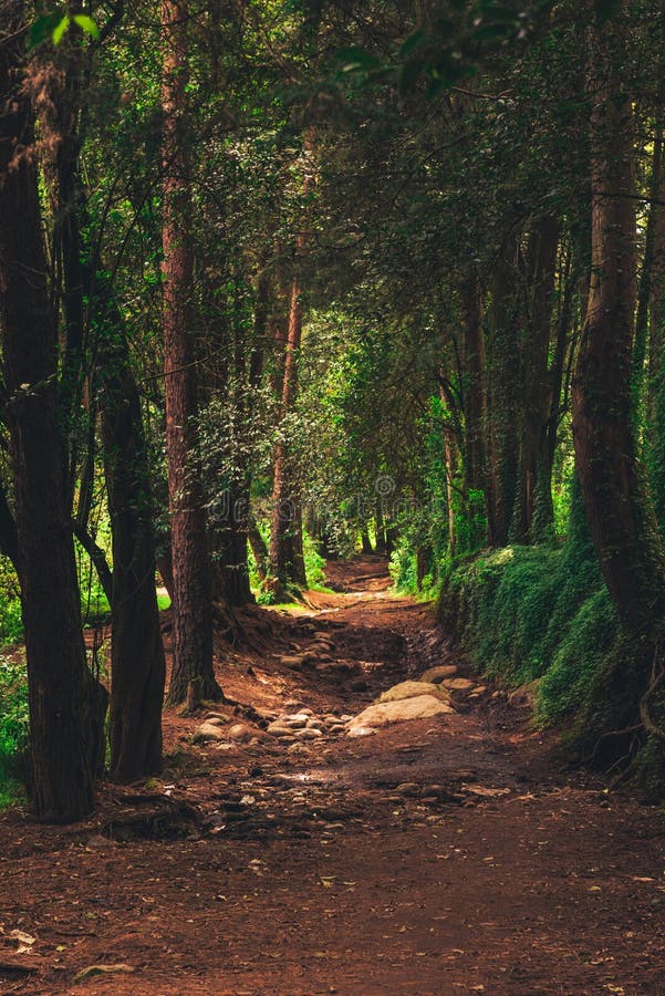 Vertical Shot of a Path Passing through the Forest. Los Dinamos Forest ...
