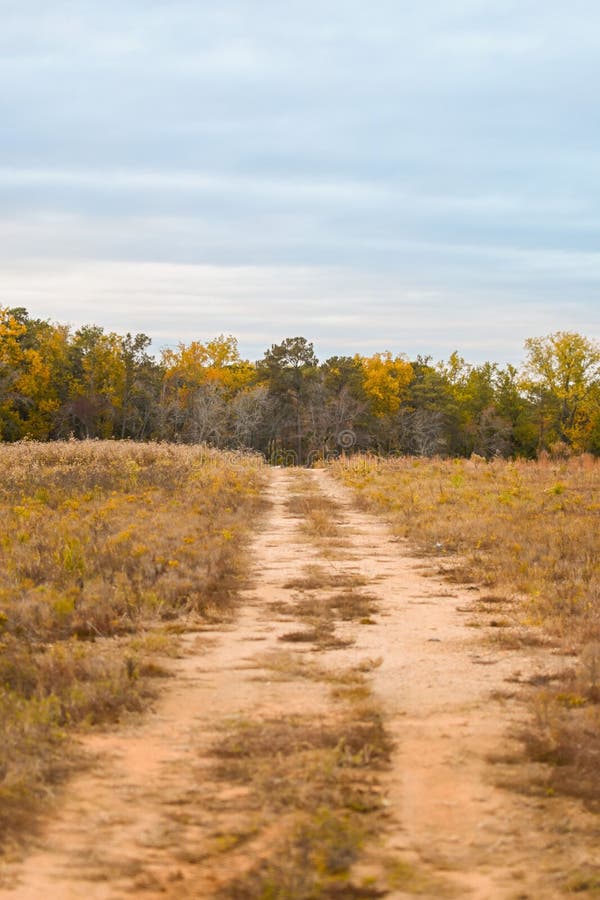 Vertical Shot of a Path on a Safari Leading To Colorful Trees Under the ... Vertical Shot of a Path on a Safari Leading To Colorful Trees Under the ...