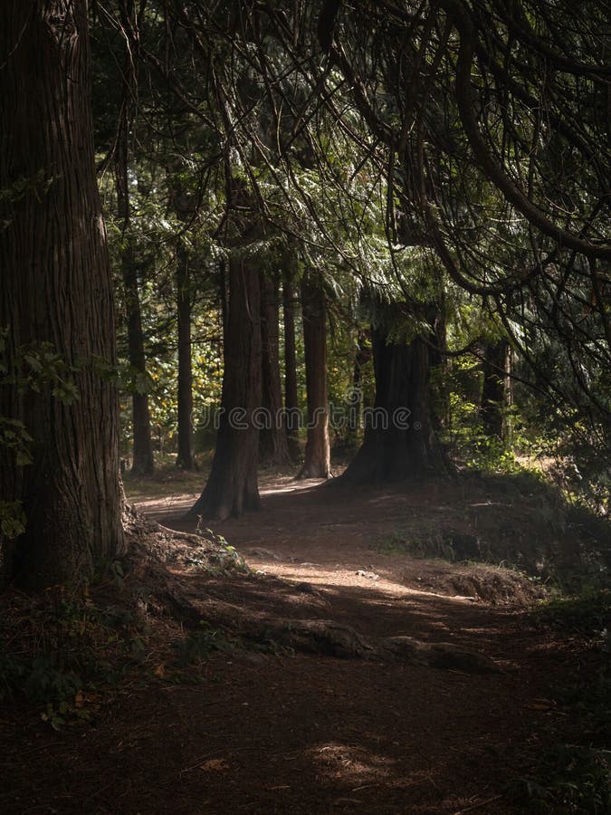 Vertical Shot of a Path in a Scenic Empty Forest Stock Photo - Image of ...