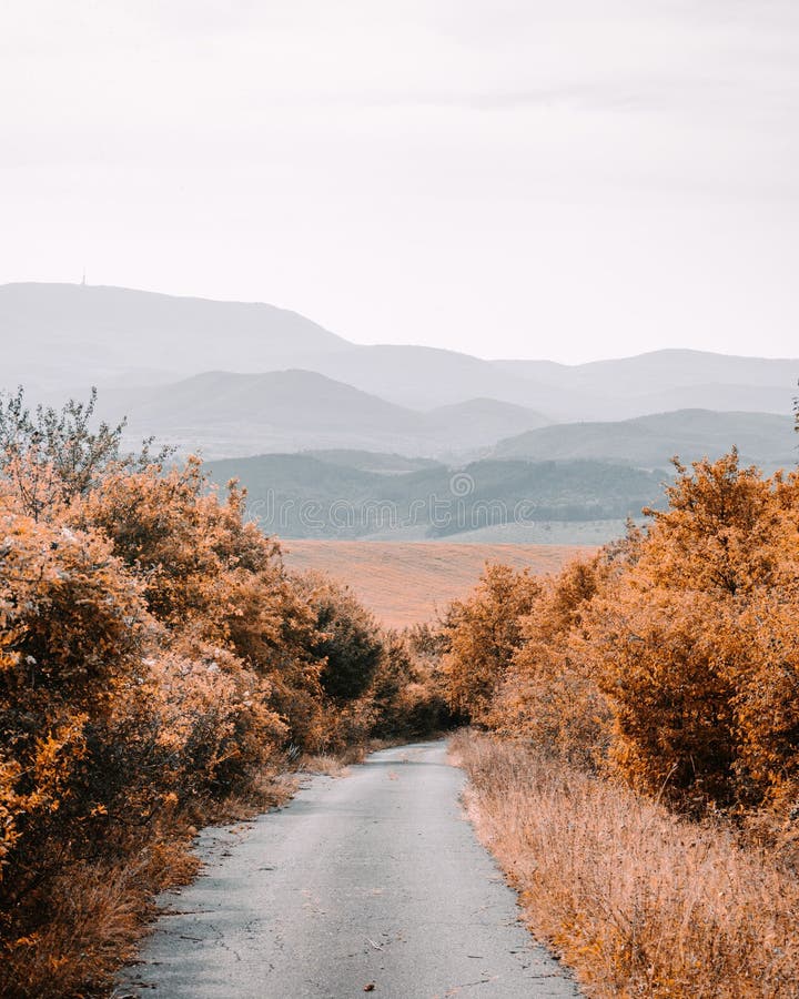 Vertical Shot of a Path Surrounded by Discolored Autumn Leaves and ...