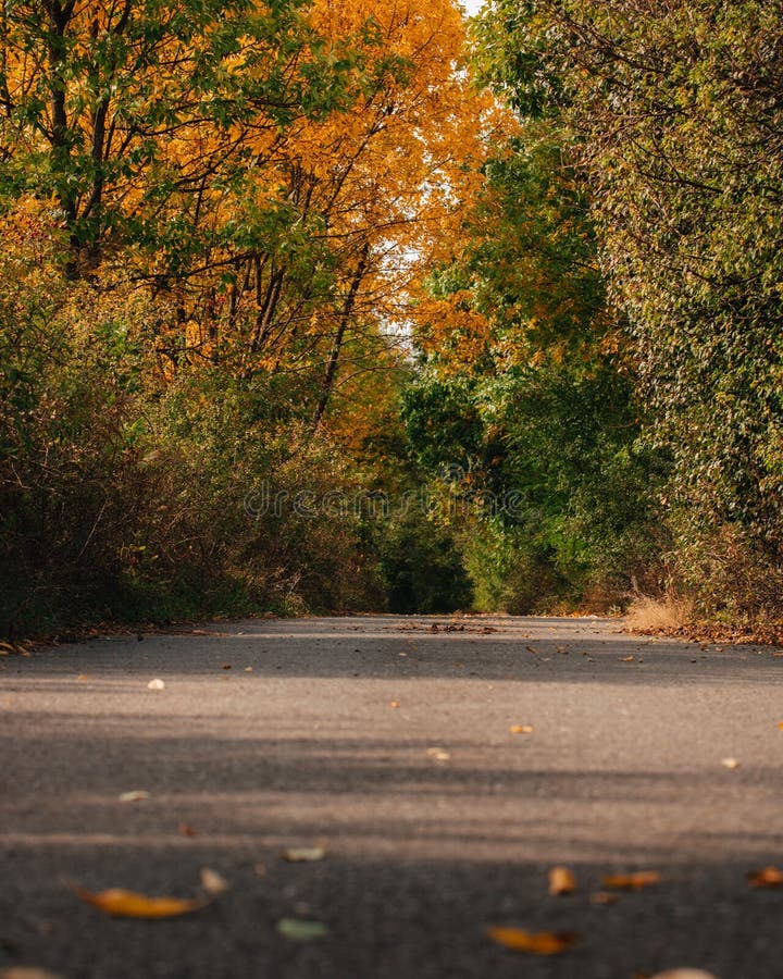 Vertical Shot of a Path Surrounded by Discolored Autumn Leaves and ...