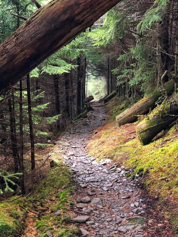 Vertical Shot of a Path Surrounded by Evergreen Trees in a Forest Stock ...