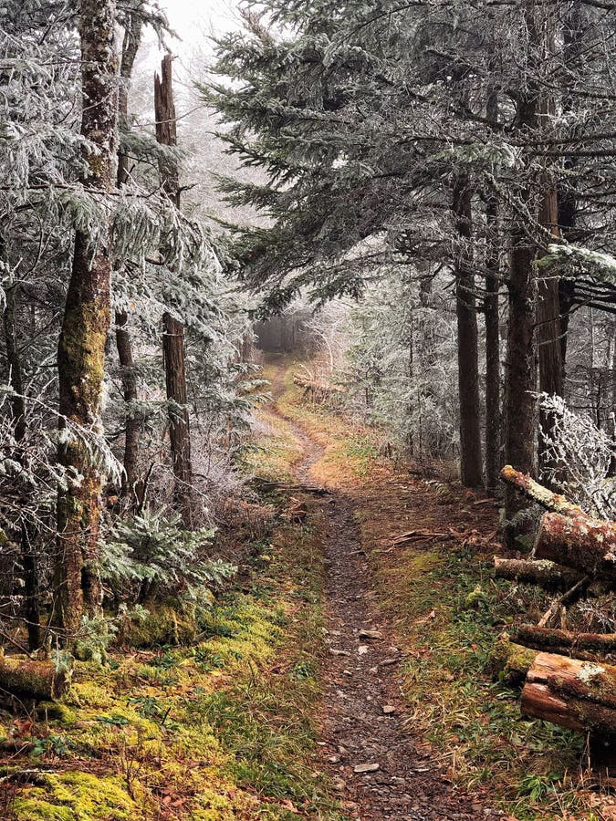 Vertical Shot of a Path Surrounded by Evergreen Trees in a Forest Stock ...