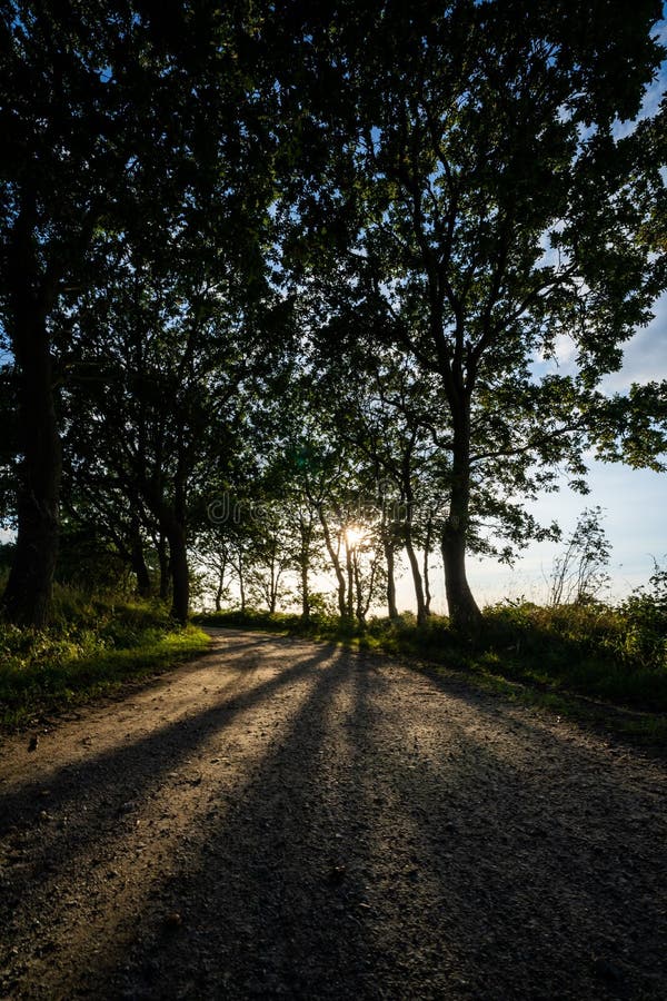 Vertical Shot of the Path Surrounded by Tall Thin Trees Illuminated by ...