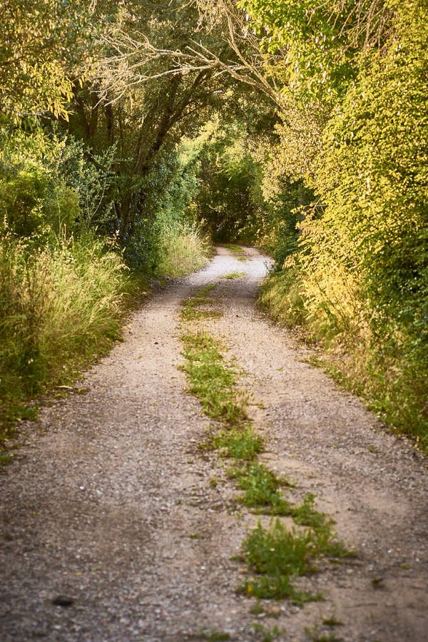 Vertical Shot of a Path Surrounded by Trees on a Sunny Day Stock Image ...