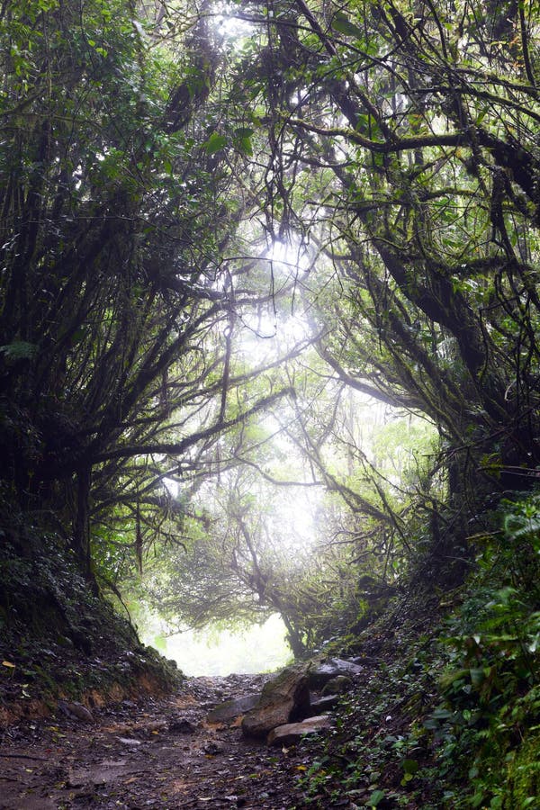 Vertical Shot of a Path with Trees on Both Sides Stock Photo - Image of ...