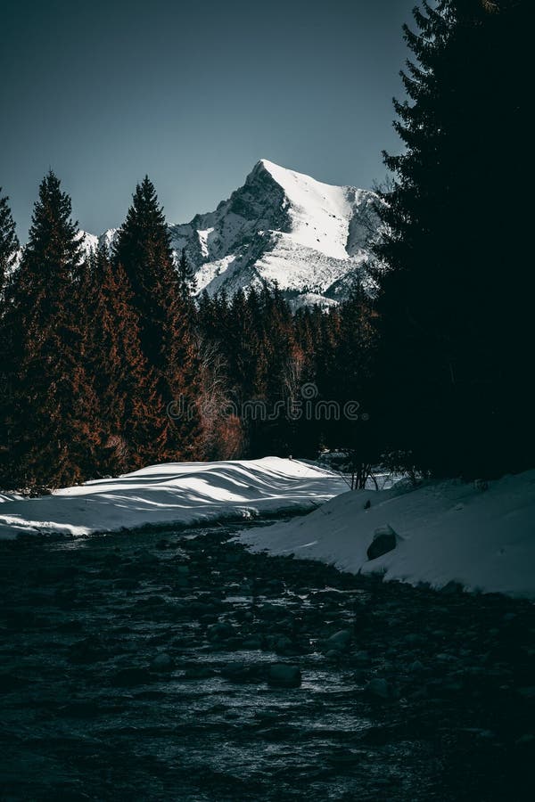Vertical Shot of a Path through Trees Leading To Krivan Mountain in ...