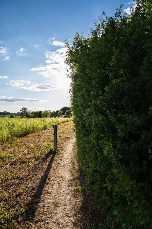 Vertical Shot of a Pathway in an Agricultural Field Surrounded by ...