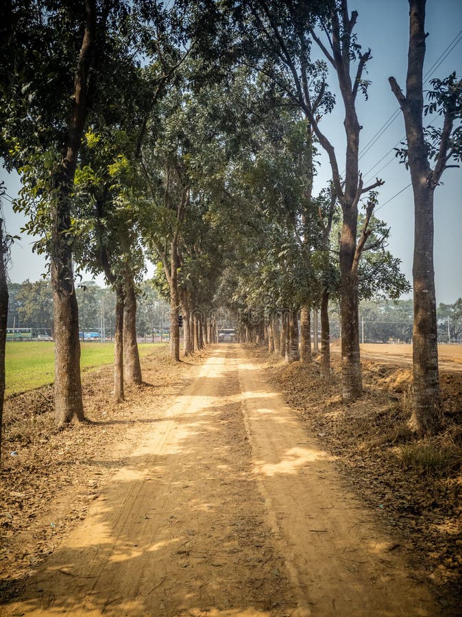 Vertical Shot of Pathway Amidst Trees in the Countryside Stock Photo ...