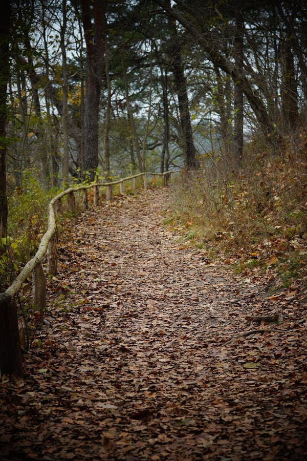 Vertical Shot of a Pathway Covered in the Fall Foliage in a Botanical ...