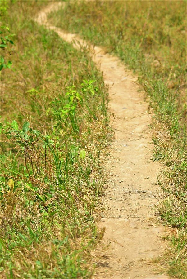 Pathway among the Farm on a Sunny Day Stock Photo - Image of outdoors ...
