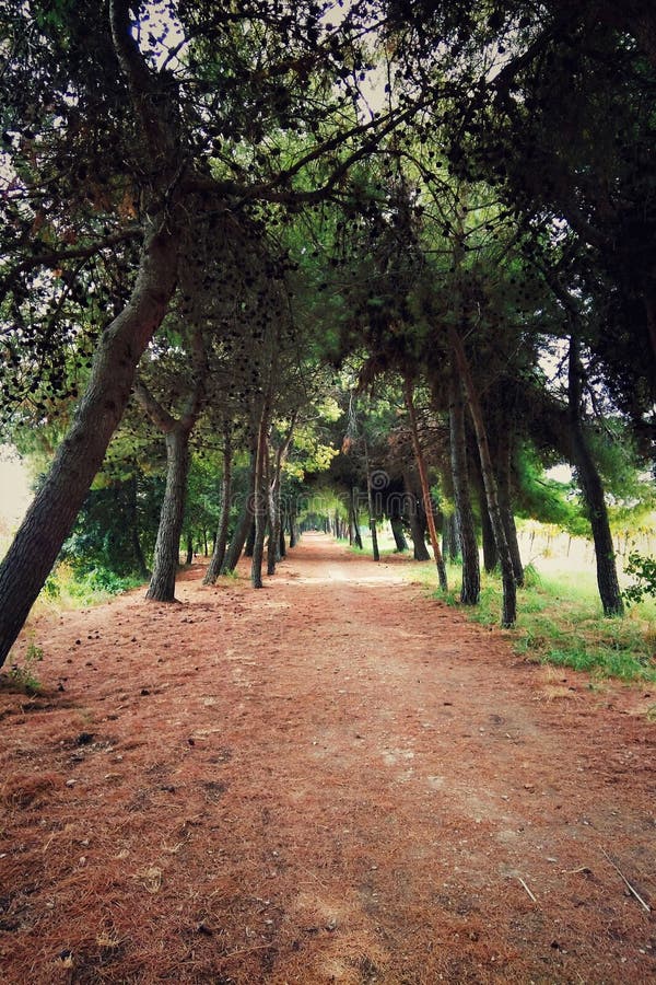 Vertical Shot of a Pathway in the Forest Stock Image - Image of growing ...
