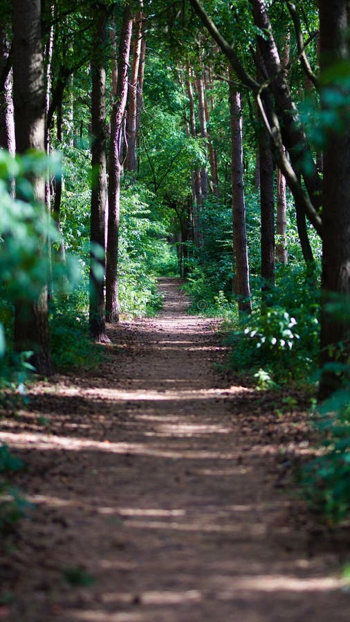 Vertical Shot of a Pathway in a Forest Stock Photo - Image of trail ...