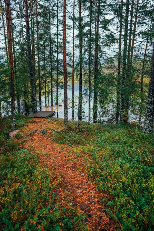 Vertical Shot of a Pathway in a Forest at the Coast of a Lake Stock ...