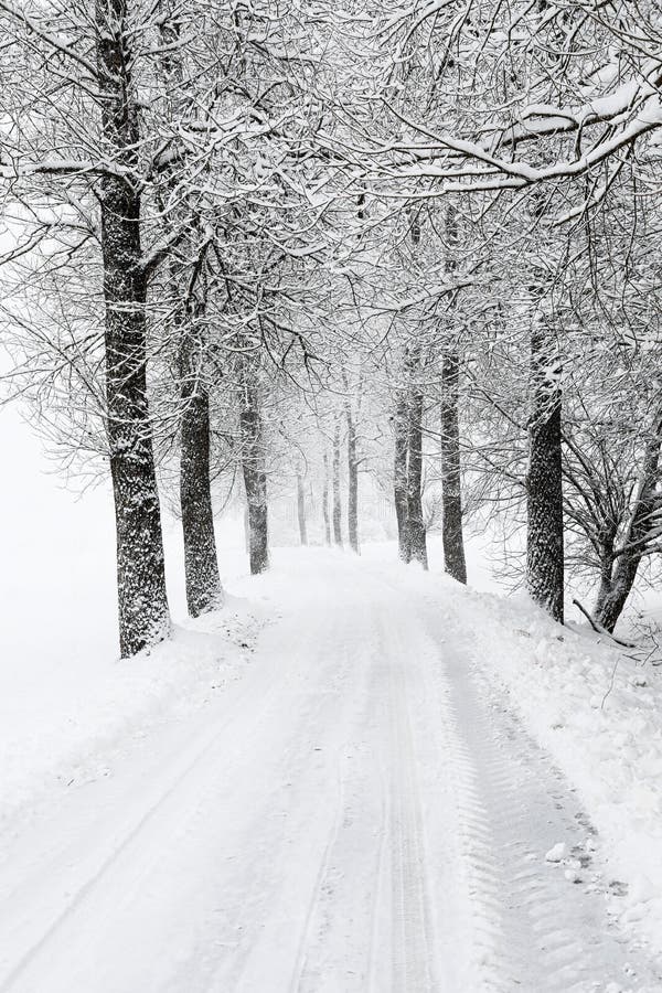 Vertical Shot of a Pathway through a Forest during a Snowy Winter Stock ...