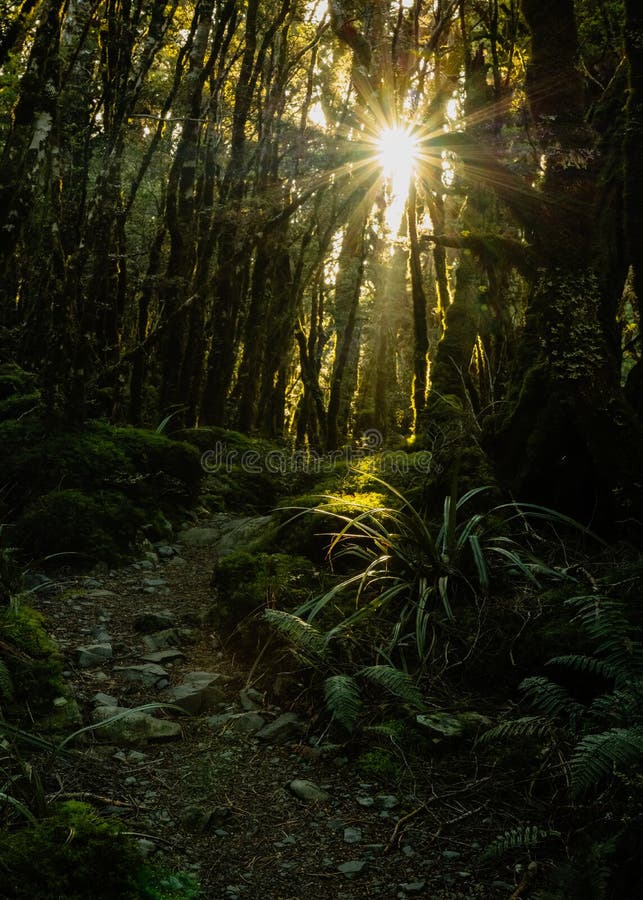 27,158 Forest Pathway Sun Stock Photos - Free & Royalty-Free Stock ...
