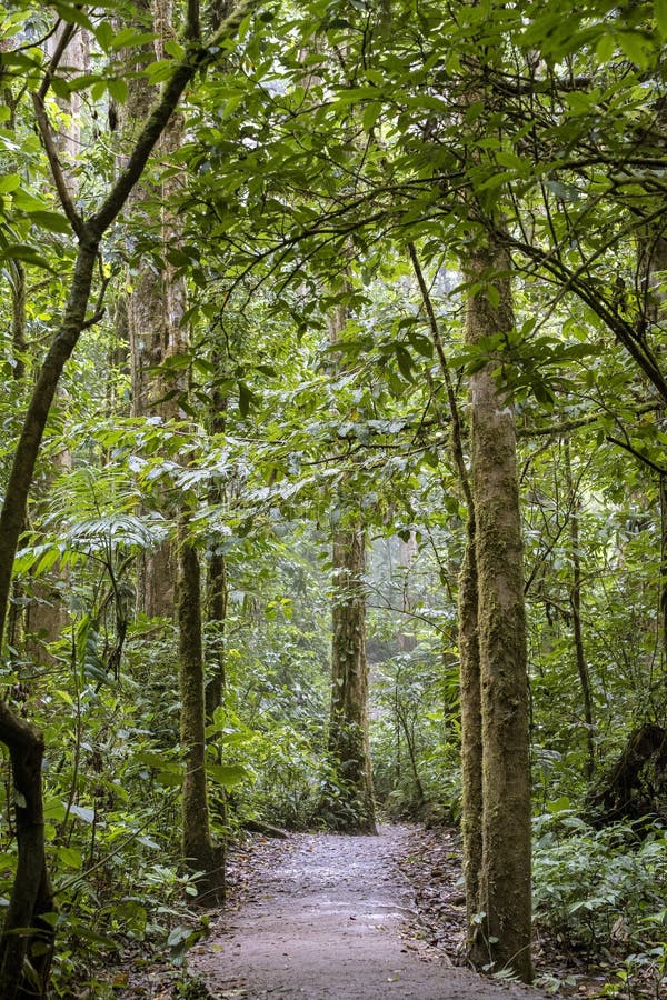 Vertical Shot of a Pathway in a Forest Surrounded by Trees and Gr Stock ...