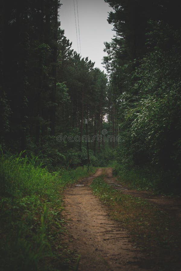 Vertical Shot of a Pathway in a Forest Stock Photo - Image of landscape ...