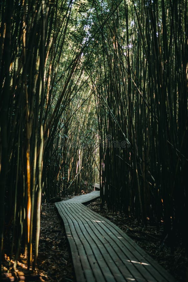 A pathway bamboo stock photo. Image of bamboo, water - 106816492