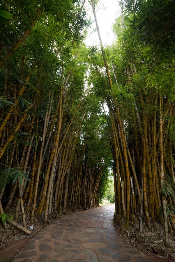 Vertical Shot of a Pathway in between Large Green Bamboo Trees Stock ...
