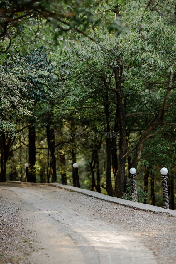 Vertical Shot of a Pathway Lined with Lamps in a Lush Green Forest ...