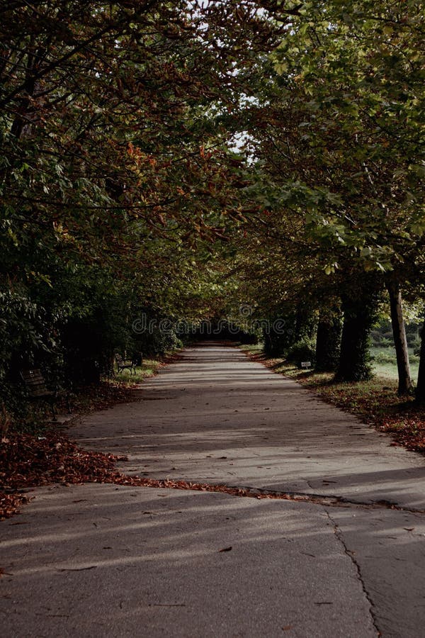 Vertical Shot of a Pathway Lined with Trees in a Forest Park Stock ...